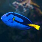 How to Care for Blue Tang (Electric Blue Tang / Regal Tang) - SwitchTank