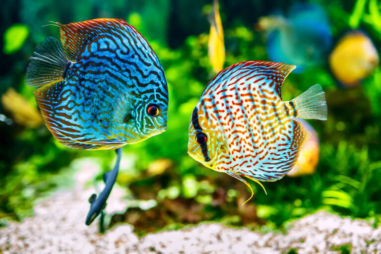 How to care for Discus Fish: Care, Diet, Tank Size and more... - SwitchTank