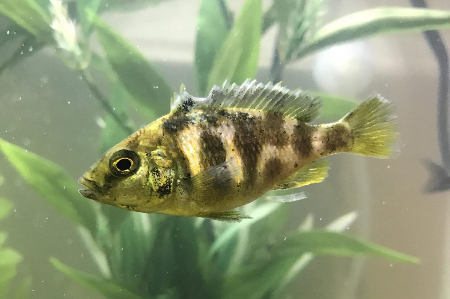 Fin Rot in Aquarium Fish – Causes, Treatment, and Prevention - SwitchTank