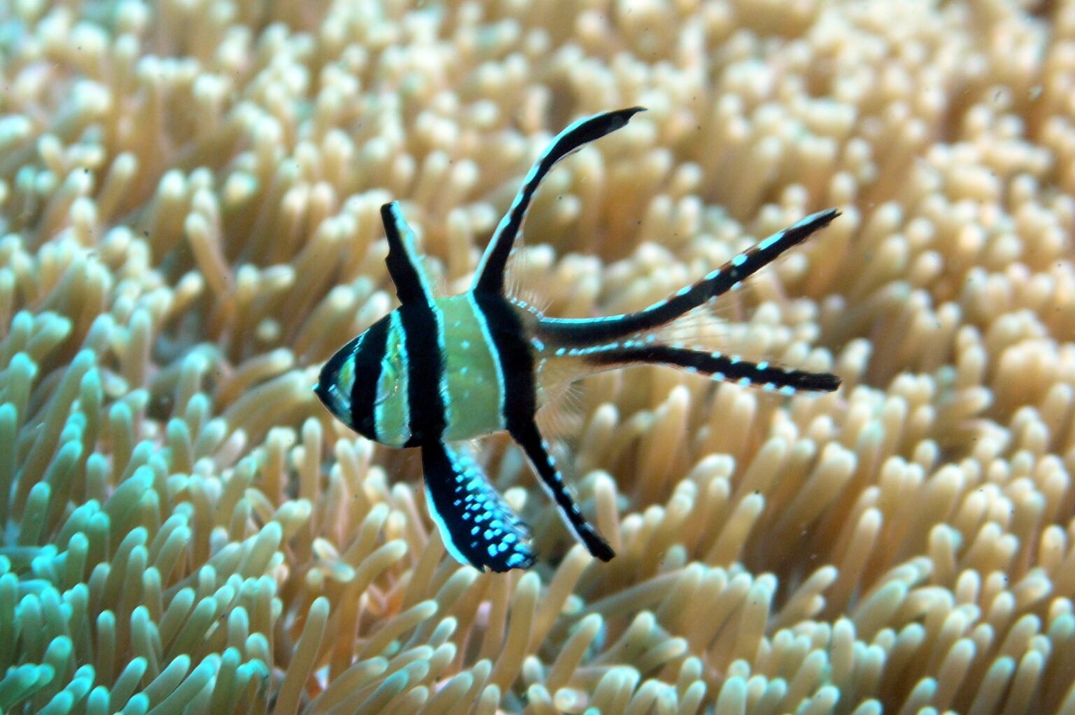 The Complete Cardinalfish Care Guide: Expert Tips for Healthy, Thriving ...