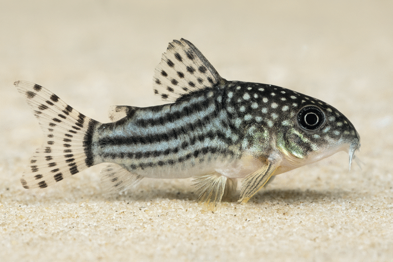 The Ultimate Corydoras Care Guide: Secrets to Happy, Healthy Catfish ...