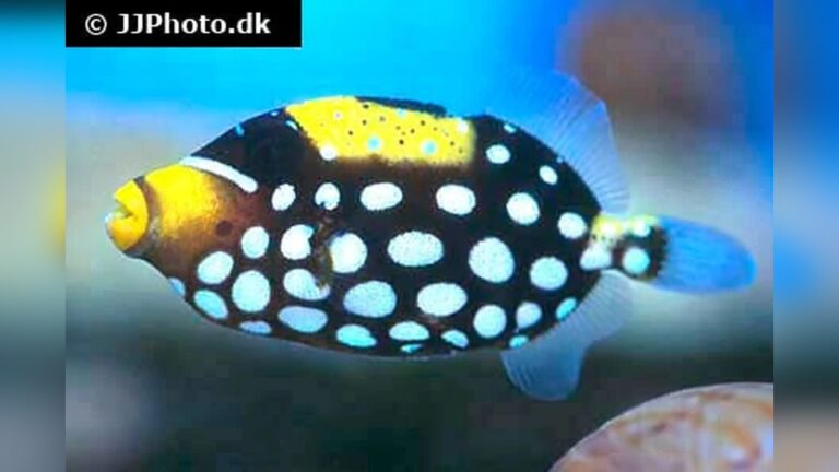 Clown Triggerfish Care: Ultimate Guide for Healthy, Thriving Tanks ...