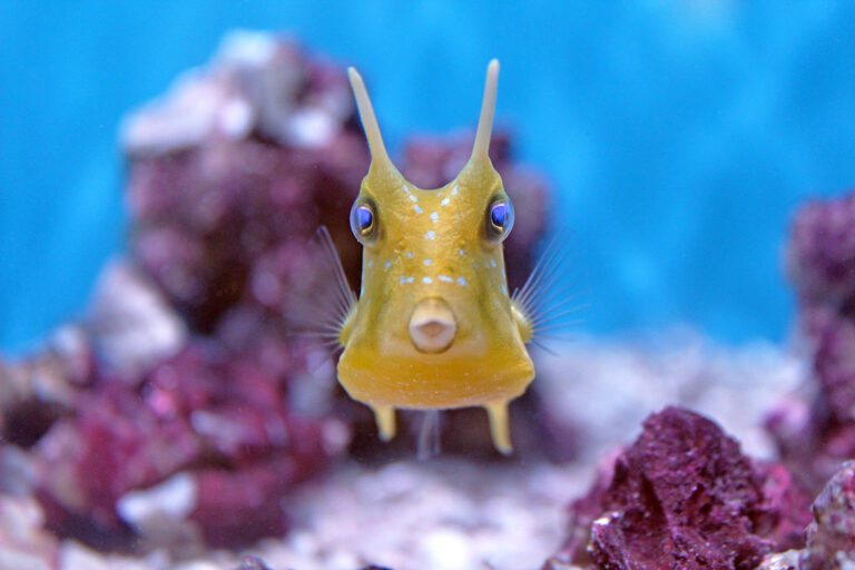 Cowfish Care: Ultimate Guide to Healthy Longhorn Cowfish Tank - SwitchTank