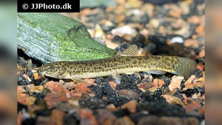 Dojo Loach Care: Essential Tips for Healthy, Happy Loaches - SwitchTank