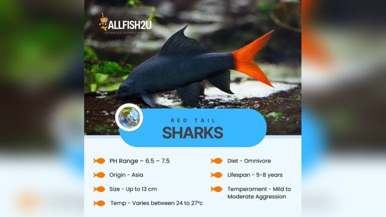 Redtail Shark Care: Ultimate Guide for Healthy, Vibrant Fish - SwitchTank